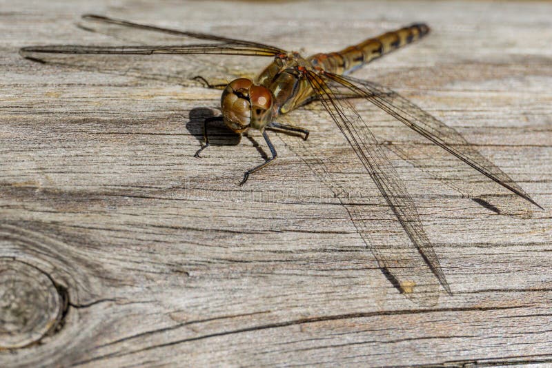 High Angle Shot of a Dragonfly on a Wooden Surface Stock Image - Image ...