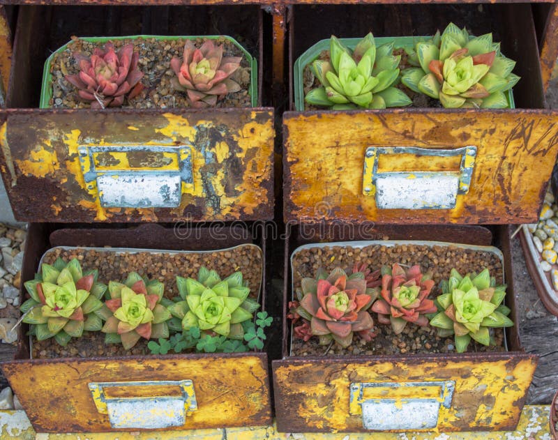 Old Rusty Pot with Plants in the Garden Stock Photo - Image of ...