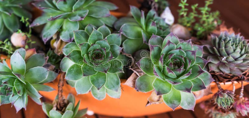 High Angle Shot of the Exotic White Mexican Roses in a Flower Pot Stock ...