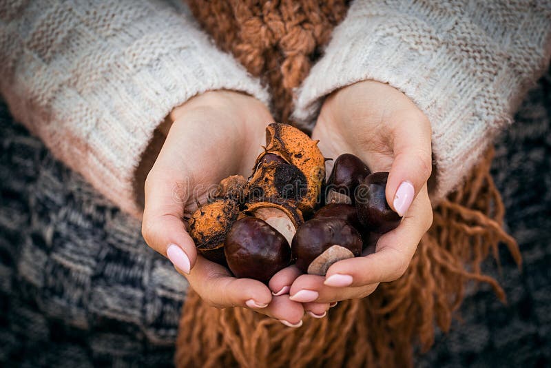 High Angle Shot of a Female Holding Autumn Chestnuts in Her Hands Stock ...