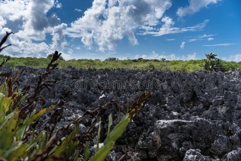 High Angle Shot of a Field Full of Burnt Plants Under the Cloudy Sky ...