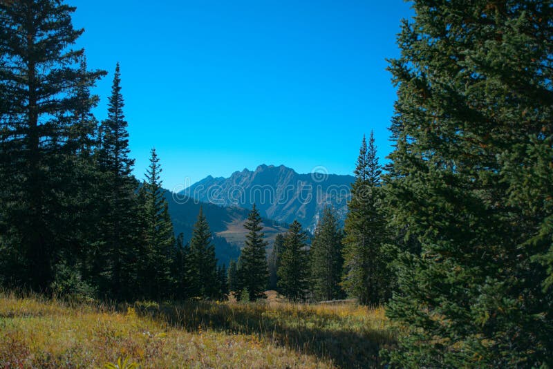 High-angle Shot of Fire Tree Forest on the Ramp Leading To Mountains ...