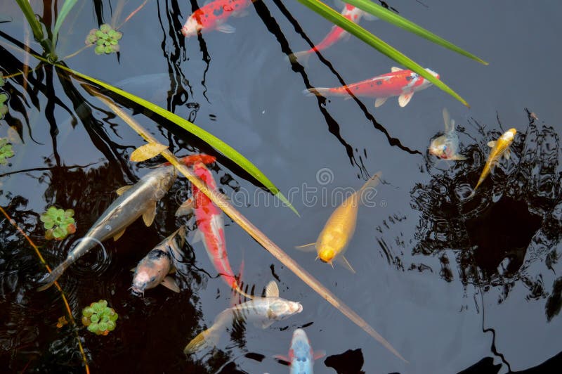 High Angle Shot of Fish Swimming in the Pond Stock Image - Image of ...