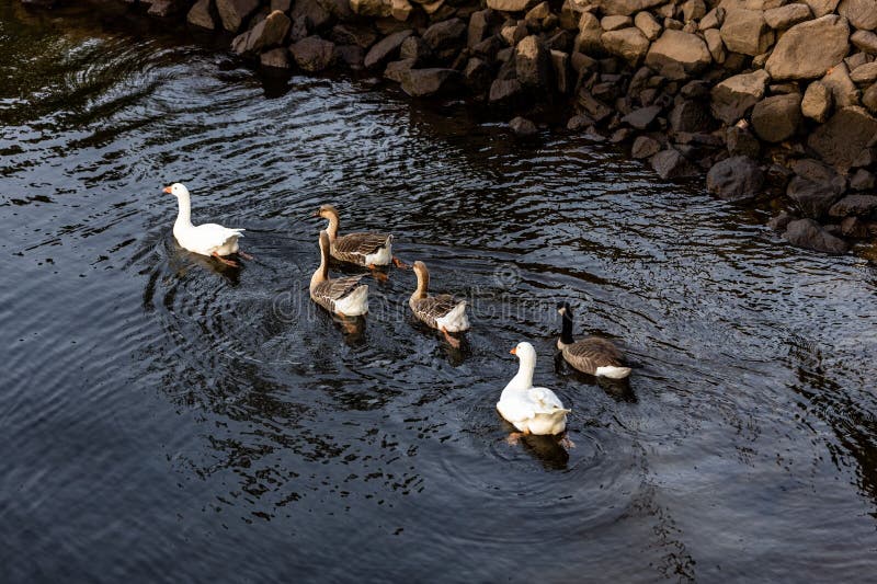 High Angle Shot of a Flock of Mallards Swimming on a Pond in the ...