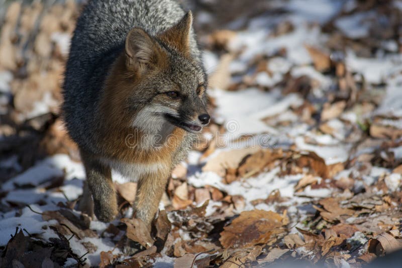 High Angle Shot of a Fox Looking Around Stock Image - Image of ...