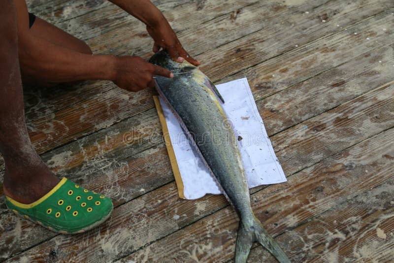 High Angle Shot of a Fresh Fish Caught from the Sea Stock Image - Image ...