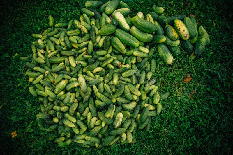 High Angle Shot of Freshly Harvested Cucumbers on the Green Grass Stock ...