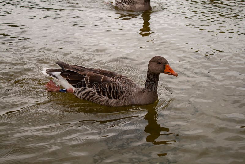 High Angle Shot of a Goose Swimming in a Pond in a Park Stock Photo ...