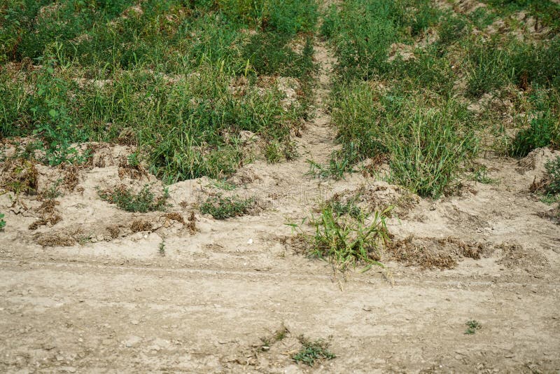 High Angle Shot of Grass on the Sandy Ground Stock Photo - Image of ...