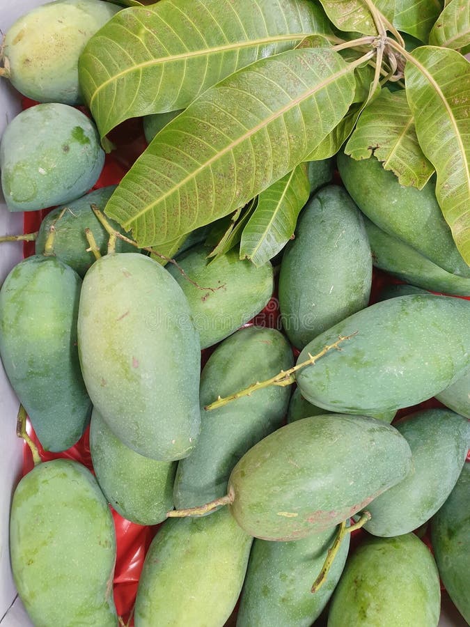 High Angle Shot of Green Mangoes with the Leaves Stock Image - Image of ...