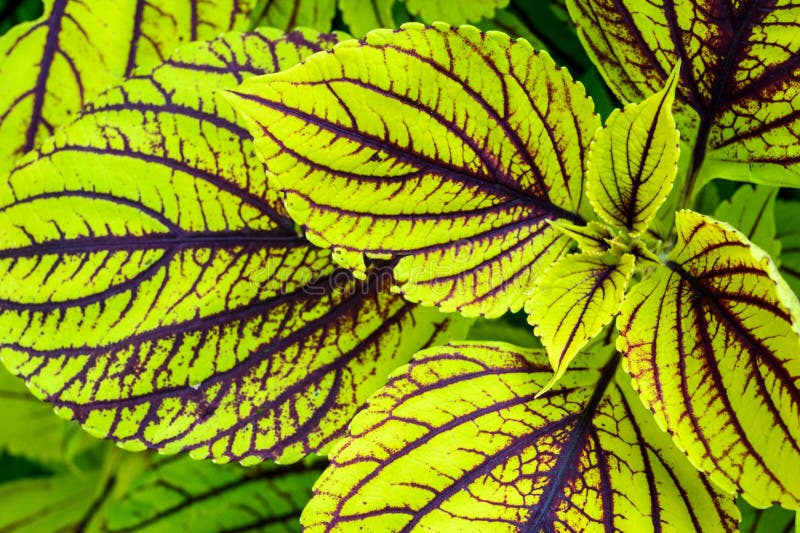 High Angle Shot of Green Textured Plants - Perfect for Background Stock ...
