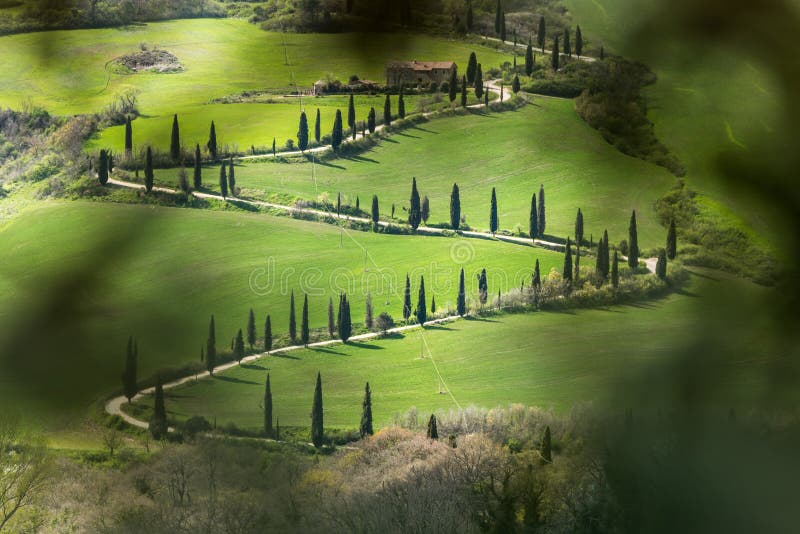 High Angle Shot of Green Trees Along a Curved Pathway in a Green Field ...