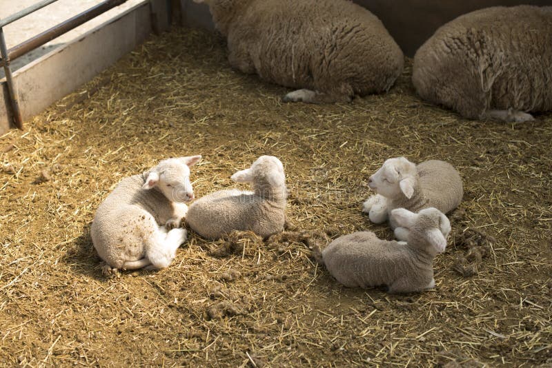 High Angle Shot Of A Group Of Baby Sheep Sitting On Hay With Large ...