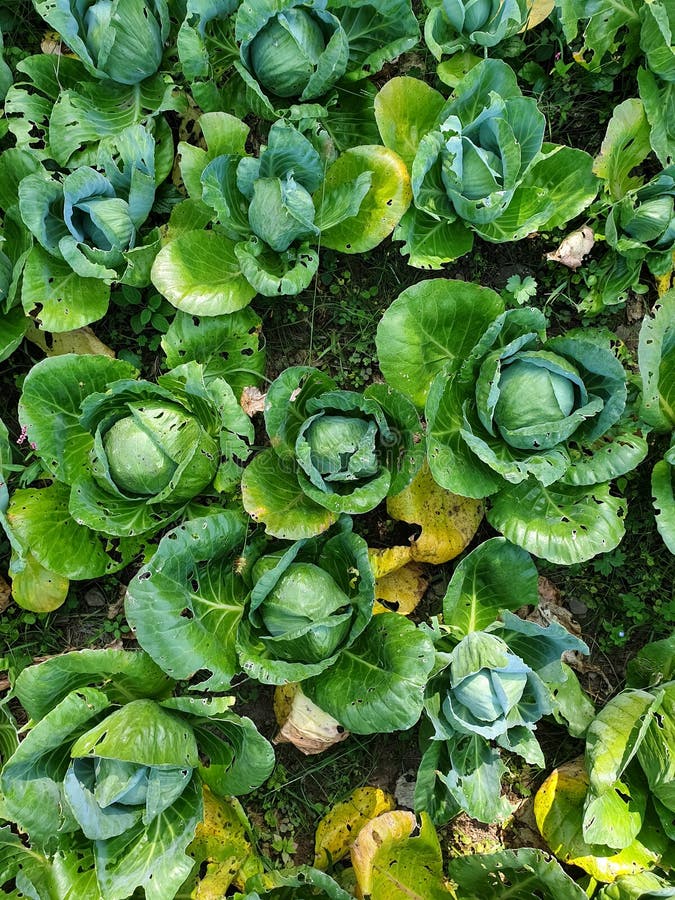High Angle View of Multi Colored Cabbage Leaves in Autumn Season, Close ...