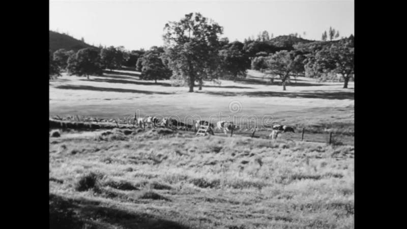 High Angle Shot of Herder with Cattle on Grassy Field Stock Video ...