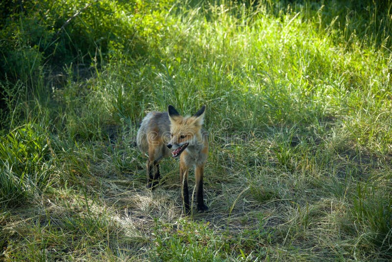 High Angle Shot of a Little Fox on the Grassy Ground Stock Image ...
