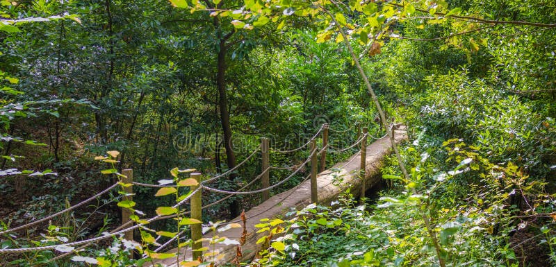 High Angle Shot of a Log Bridge in the Middle of a Forest Stock Photo ...