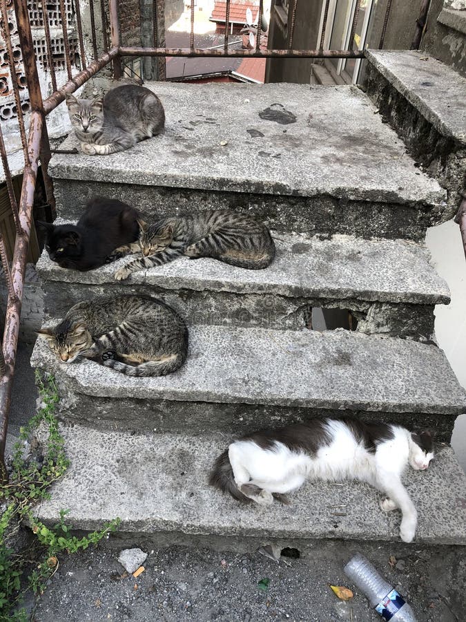 High Angle Shot of Lots of Cats Sleeping on the Stone Staircase Stock ...