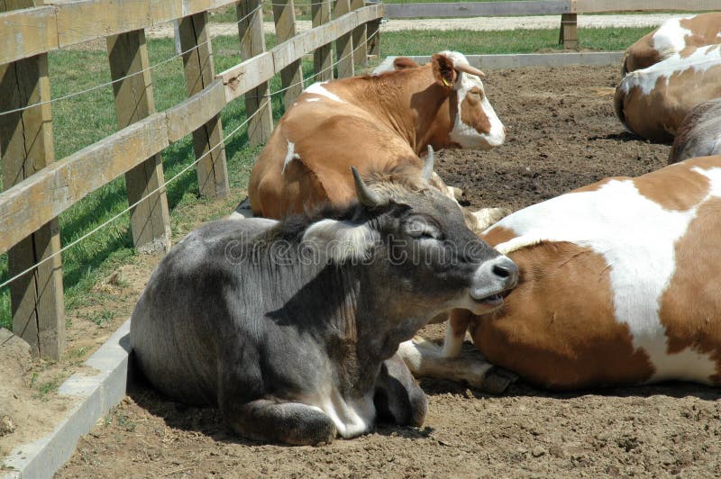 High Angle Shot of a Lovely Grey Cow Laying in a Farm Stock Image ...