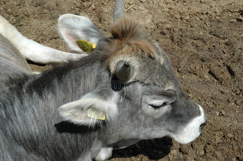 High Angle Shot of a Lovely Grey Cow Laying Under the Sun Editorial ...