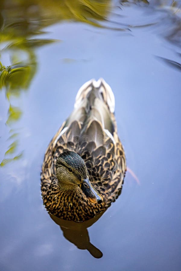 High Angle Shot of a Mallard Swimming in a Lake Stock Photo - Image of ...