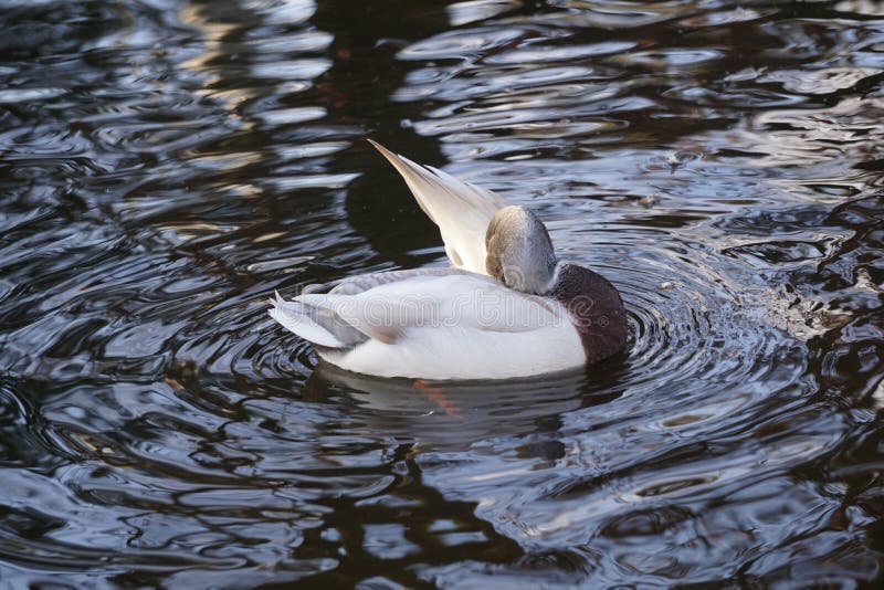 High Angle Shot of a Masked Lapwing Bird Floating on a Pond Stock Photo ...