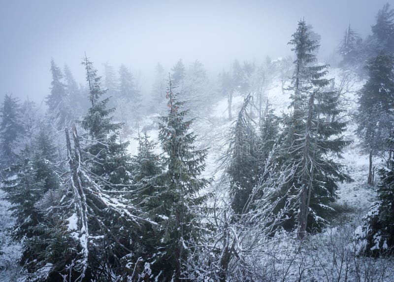 High-angle Shot of a Misty Snowy Forest View with Fire Trees Covered ...