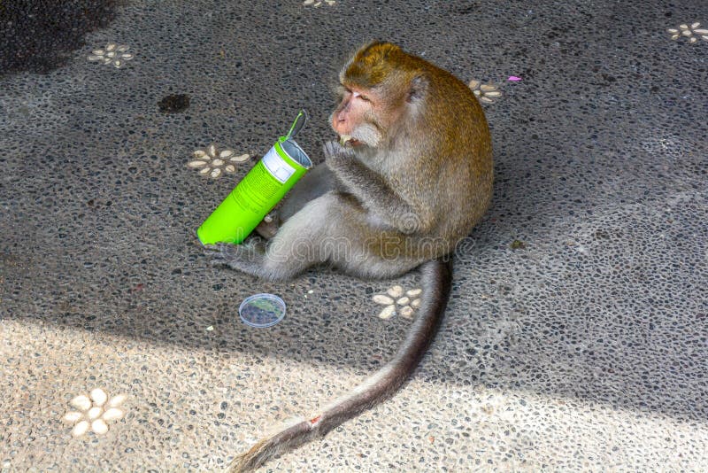 Monkey Eating Chips Stock Photos - Free & Royalty-Free Stock Photos ...