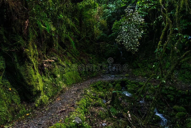 High Angle Shot of a Narrow Path in the Green Jungle Stock Photo ...