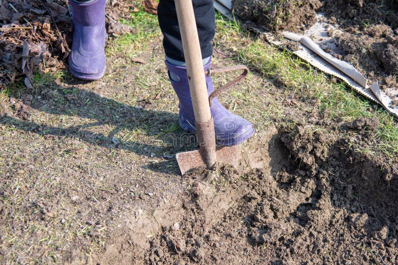 High Angle Shot of a Person Digging a Soil Using a Shovel during ...