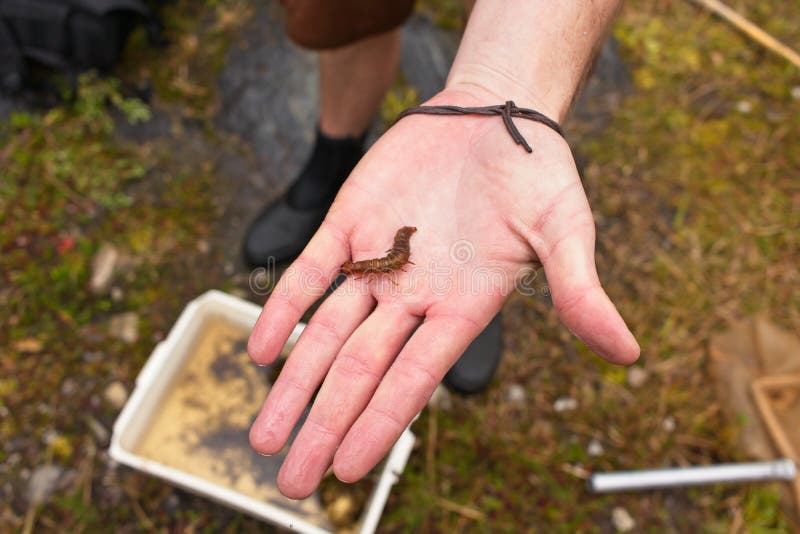 High Angle Shot of a Person Holding a Worm in His Hand in the Middle of ...