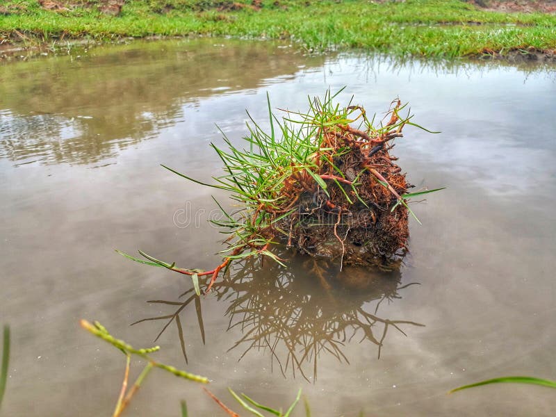 High Angle Shot of a Piece of Mud and Grass in the Middle of a Muddy ...