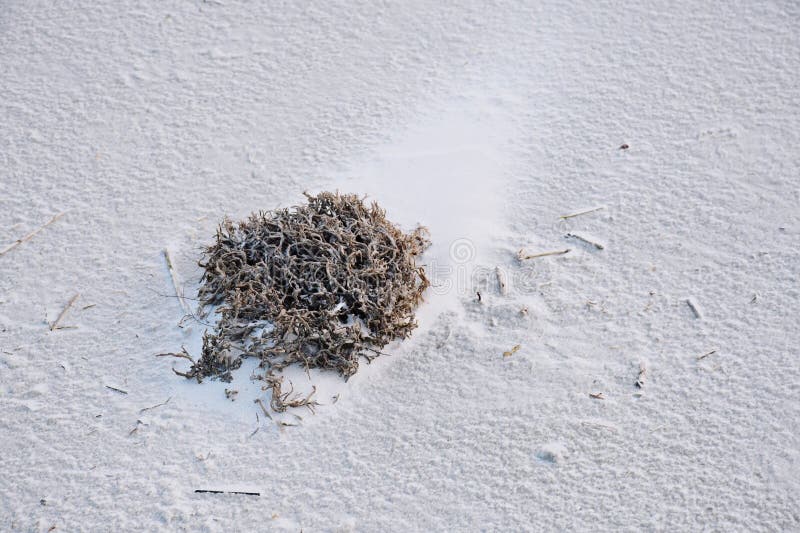 High Angle Shot of a Pile of Tree Branches in the Snow Stock Image ...