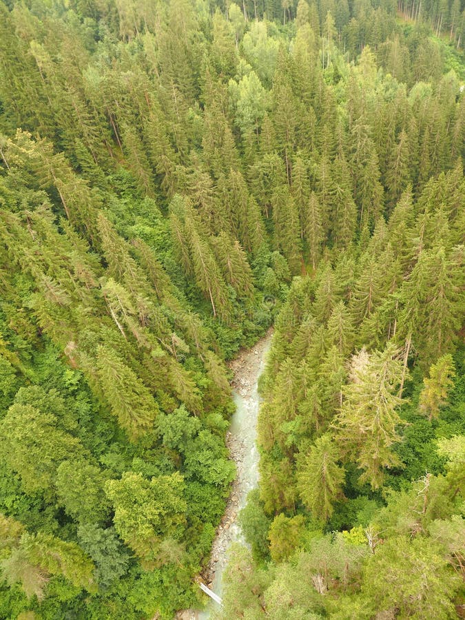 High-angle Shot of a Pine Forest with a Stream Flowing Water Stock ...