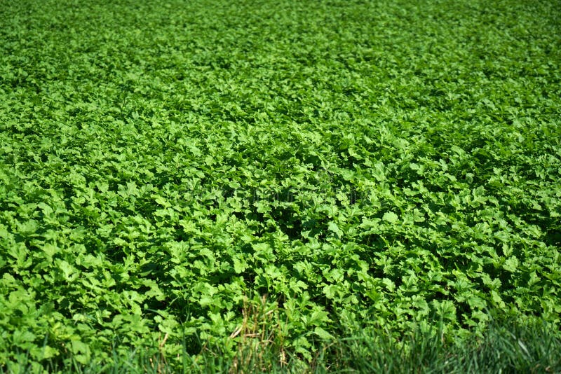 High Angle Shot of a Plant Field Stock Image - Image of relaxing, plant ...