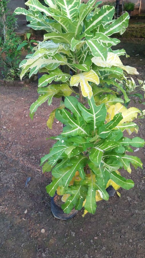 High Angle Shot of a Plant Growing in the Garden Stock Photo - Image of ...
