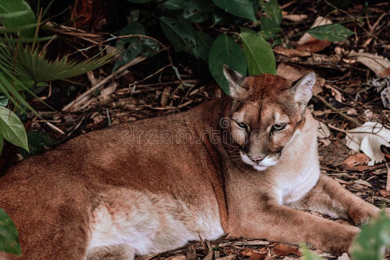 High-angle Shot of a Puma Sitting on the Yellowing Leaves and Looking ...