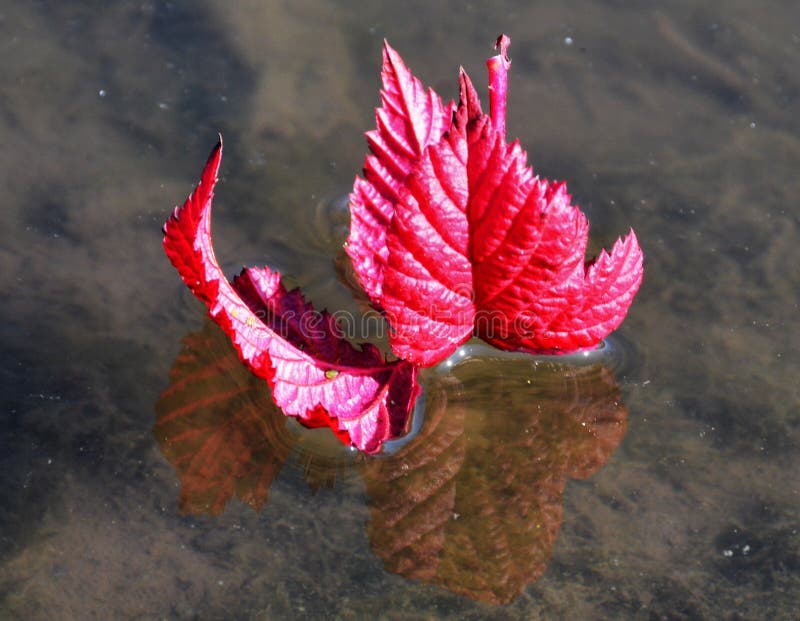 High Angle Shot of a Red Leaves on the Water Surface Stock Photo ...