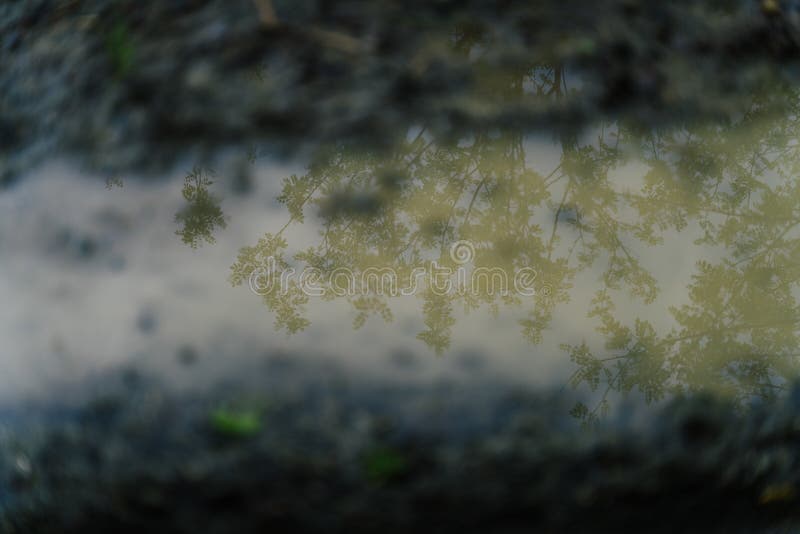 High Angle Shot of the Reflection of Leaves on the Tree Stock Image ...