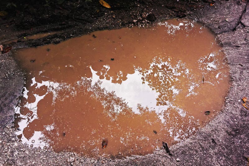 High Angle Shot of the Reflection of Trees on Mud Water in the Woods ...