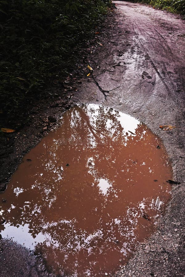 High Angle Shot of the Reflection of Trees on Mud Water in the Woods ...