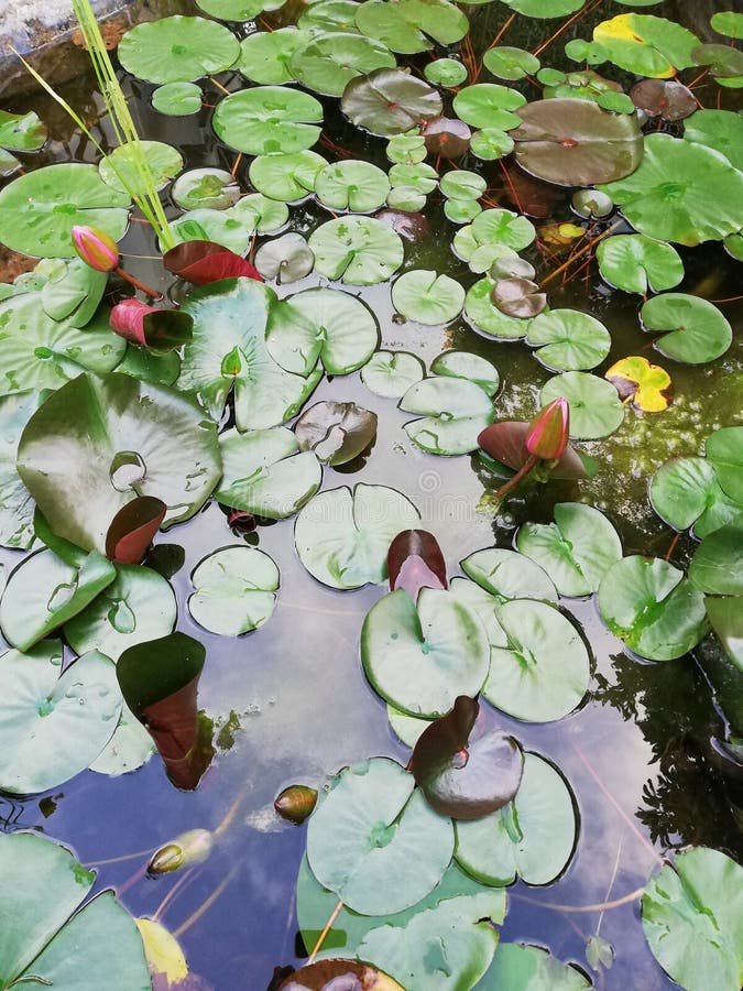 Reflective pond stock photo. Image of blue, fish, northern - 46697124