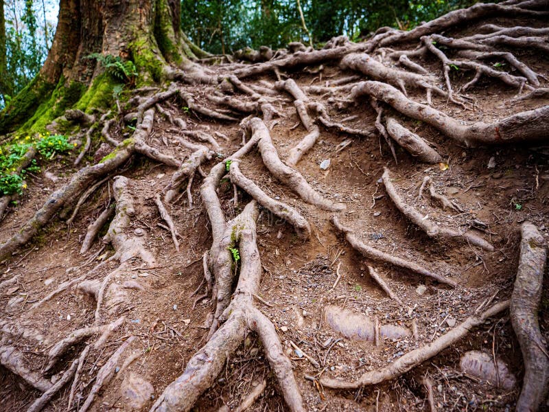 High Angle Shot of the Roots of the Trees in the Forest Stock Image ...