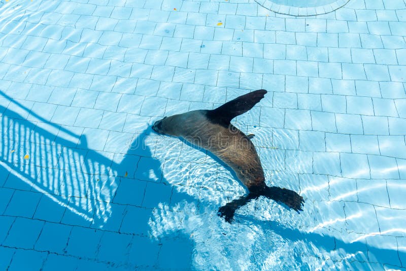 High Angle Shot of a Seal in a Pool Stock Photo - Image of mammal, swim ...