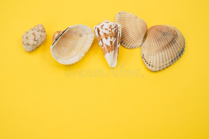 High Angle Shot of Seashells on a Yellow Surface Stock Photo - Image of ...