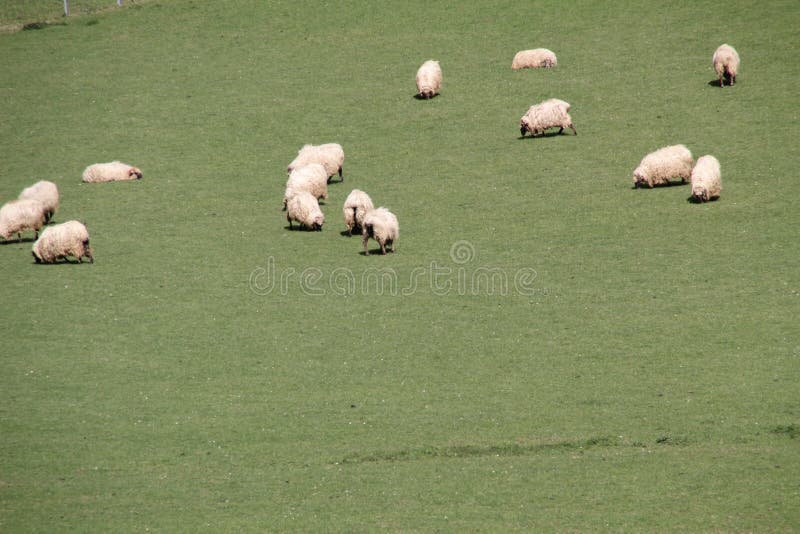 High Angle Shot of Sheep in a Field Stock Photo - Image of domestic ...