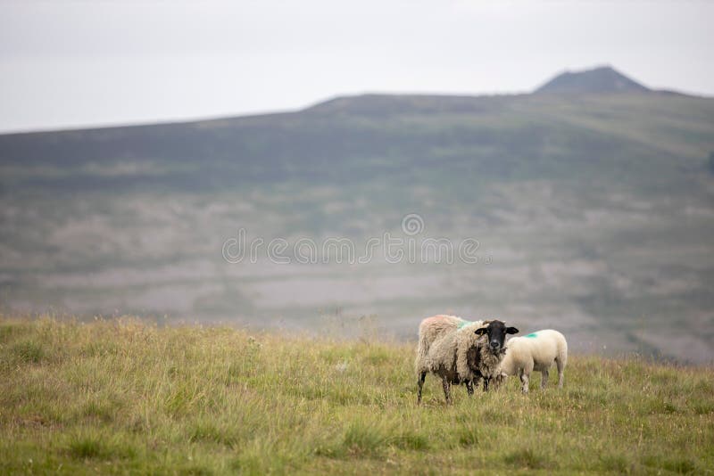 High-angle Shot of Sheep Grazing on the Grass with Trees and Mountains ...