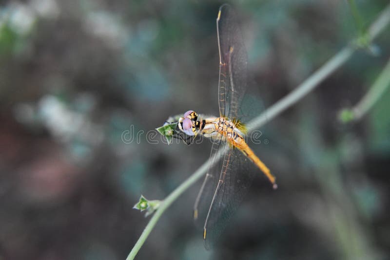 High Angle Shot of a Small Dragonfly Sitting on a Branch Stock Photo ...