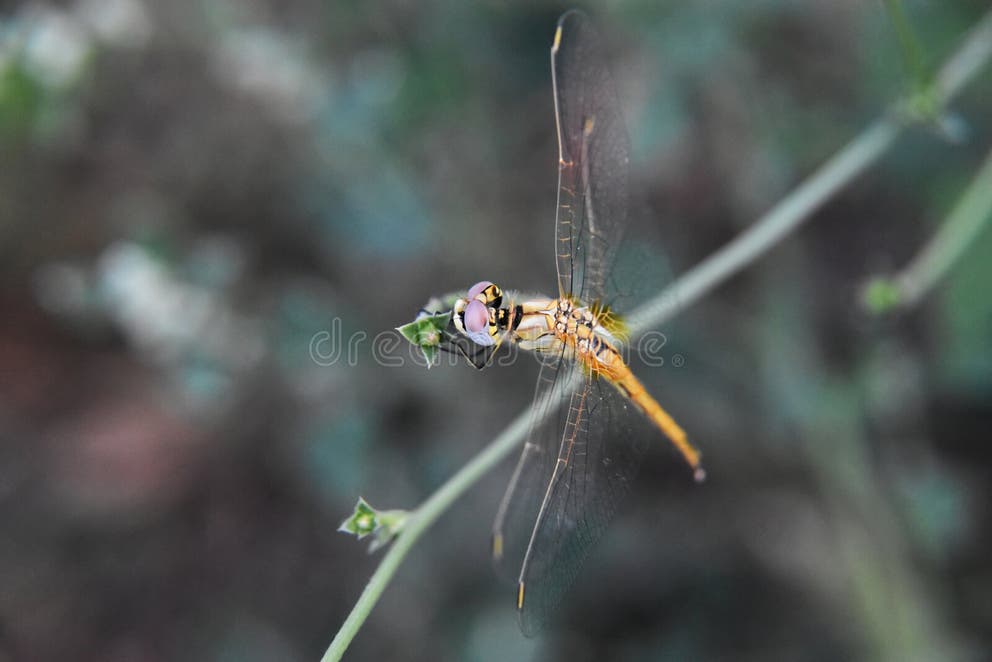High Angle Shot of a Small Dragonfly Sitting on a Branch Stock Photo ...