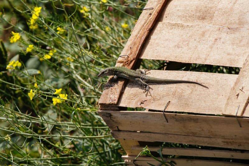 High Angle Shot of a Small Lizard on a Wooden Box Stock Image - Image ...